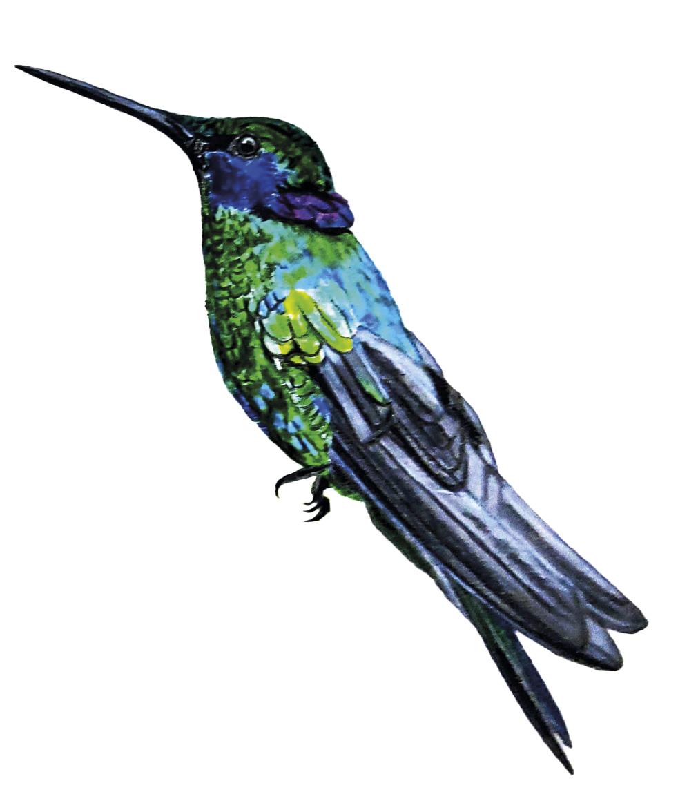 Colibrí chillón - Periódico - El Callejero
